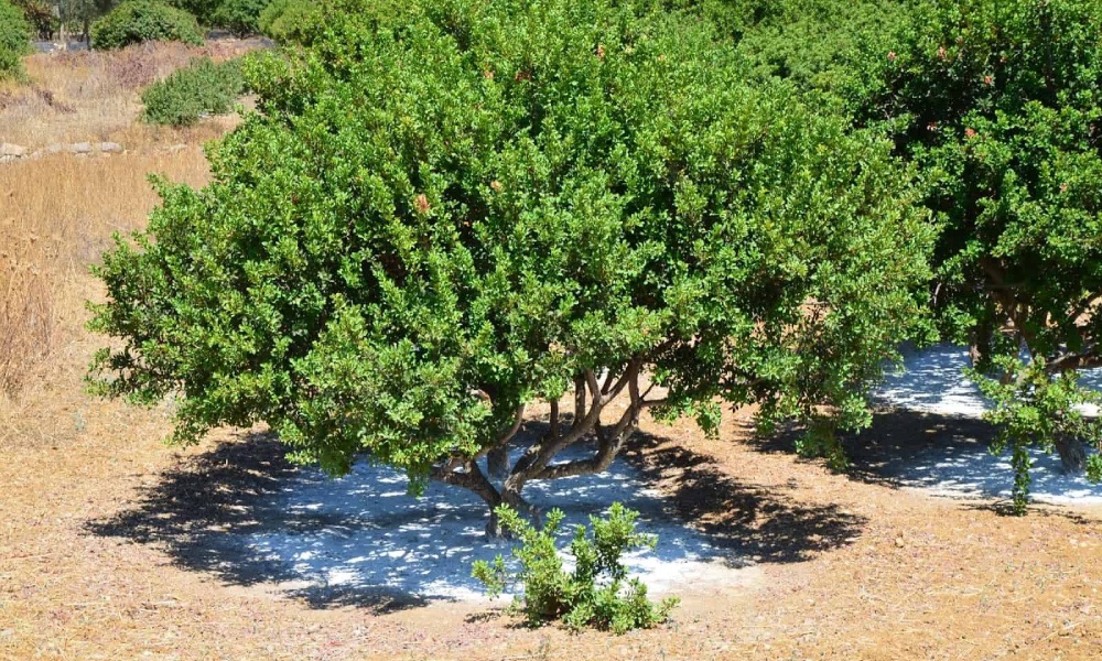 Mastika - właściwości niezwykłe i korzyści dla zdrowia - Sklep Polaku ...
